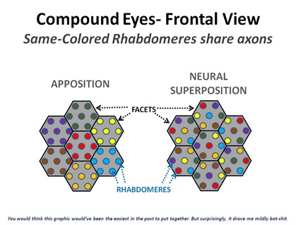 Watching the World Wake Up: The Amazing Housefly Part 2: Coolest Eye Ever